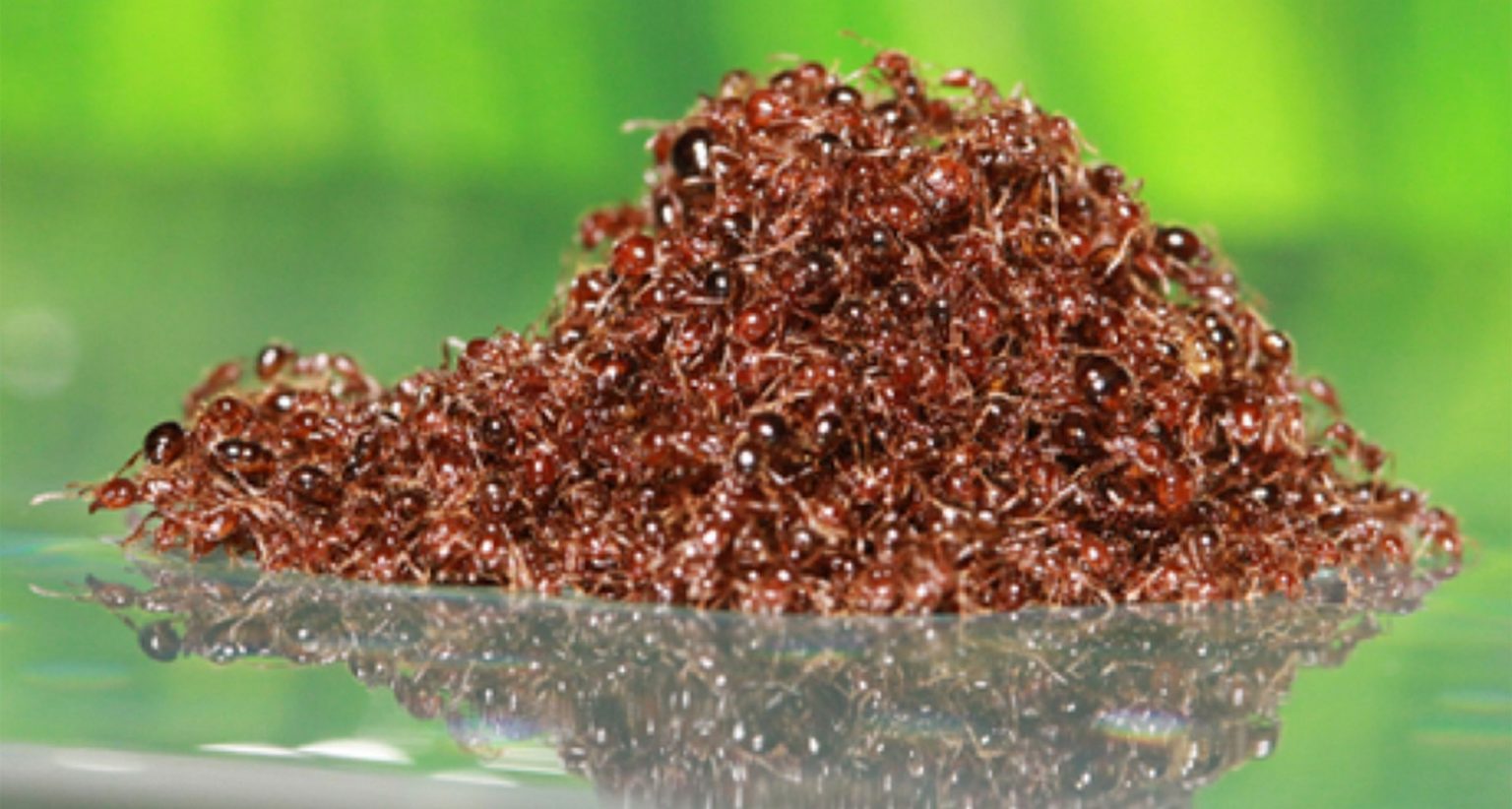 Understanding Biomimicry The three levels of Mimicry - RTF | Rethinking ...