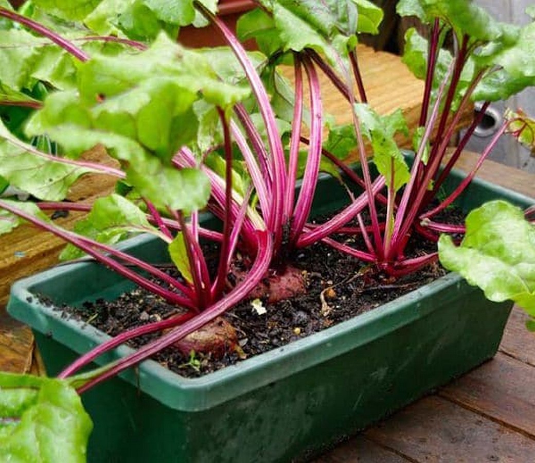 10 Plants to use in Landscape Architecture and why - RTF | Rethinking ...