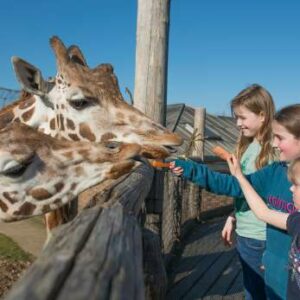A Peek into Zoo Architecture and its Evolution - RTF | Rethinking The ...