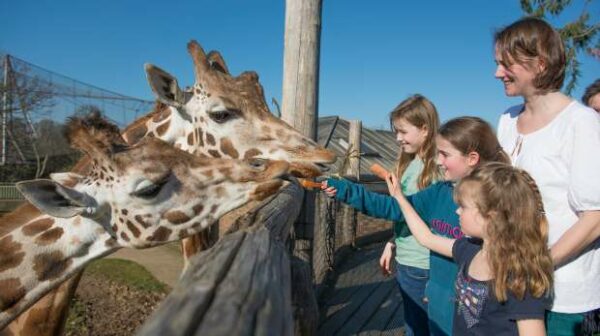 A Peek into Zoo Architecture and its Evolution - RTF | Rethinking The ...