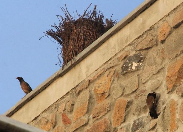 An overview of Bird-Friendly Architecture - RTF | Rethinking The Future