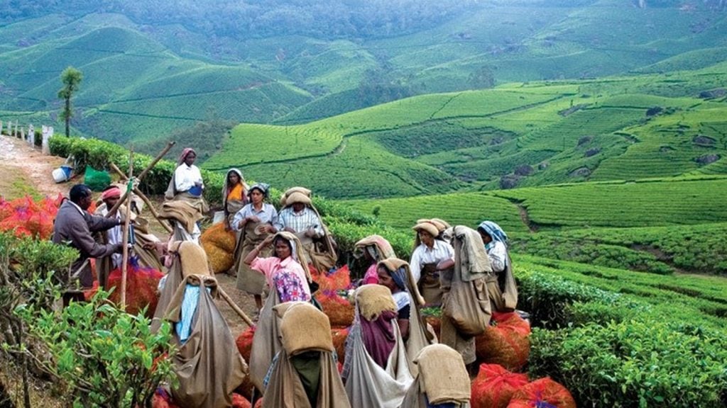 15 Places to visit in Munnar for Travelling Architect - RTF