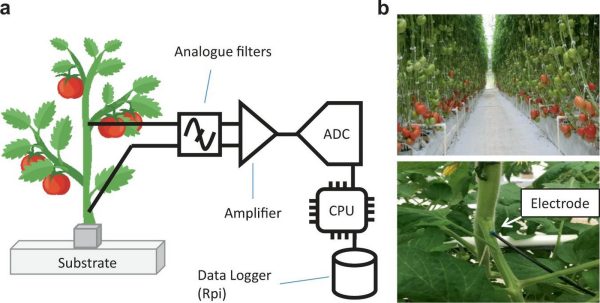Improving and Maintaining the Quality of the Environment Through Plant ...