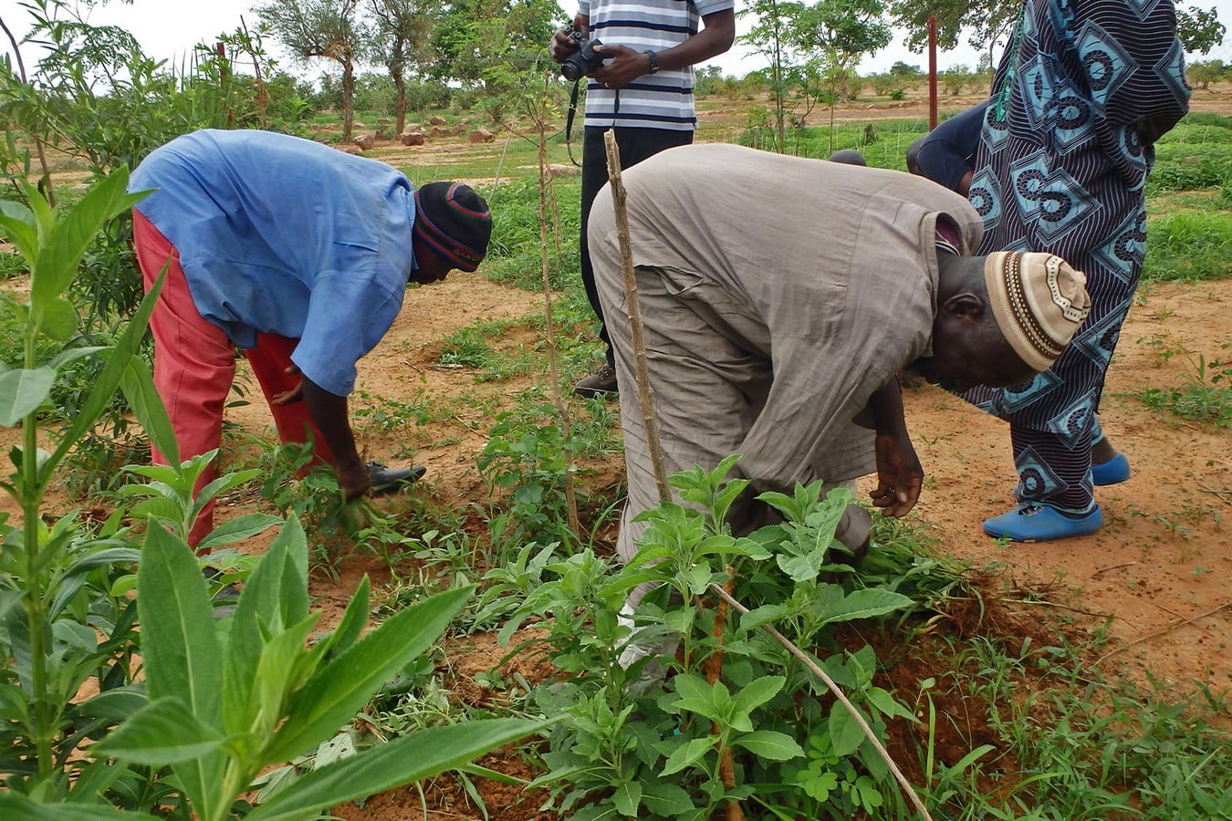 Project in-depth: The Great Green Wall, Africa - RTF | Rethinking The ...