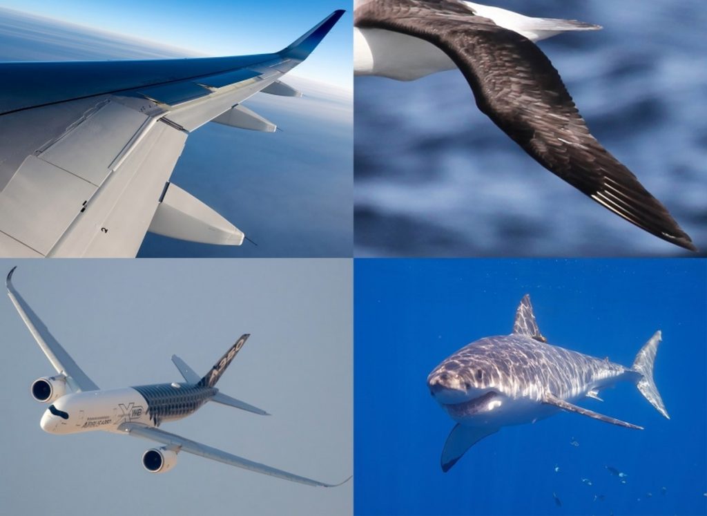 Bioinspired Design: Unveiling Nature's Solutions for Innovation and ...