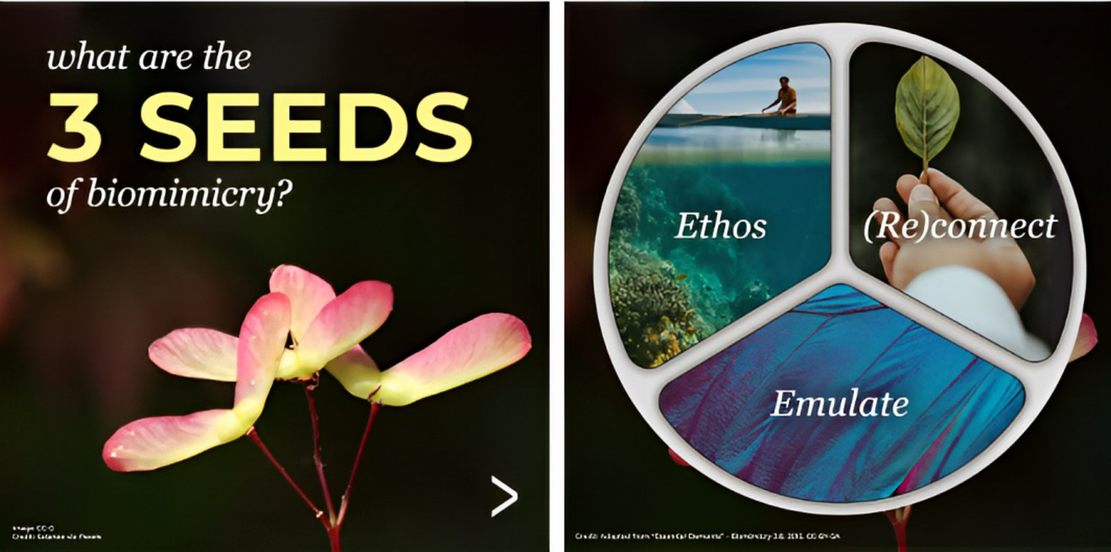 Bioinspired Design: Unveiling Nature's Solutions for Innovation and ...