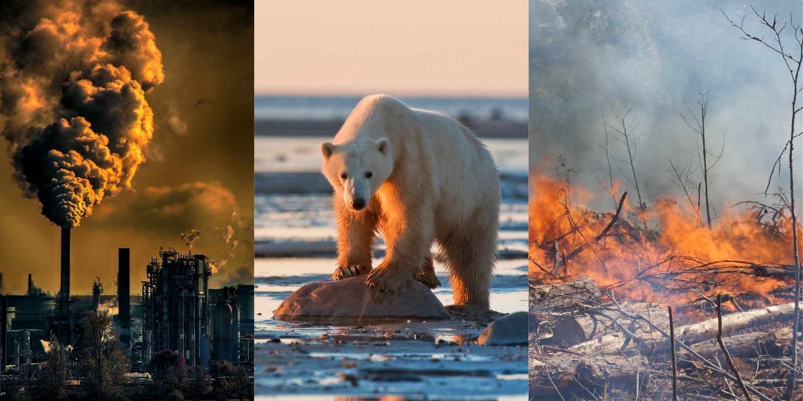 Global Climate Action - RTF | Rethinking The Future