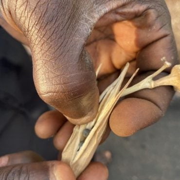 Willow Technologies Transforms Agricultural By-Products Into Building ...