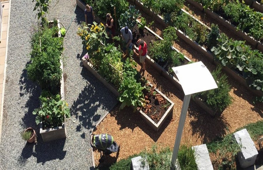 E Cotone S Community Garden Design Greenside Up Social & Therapeutic