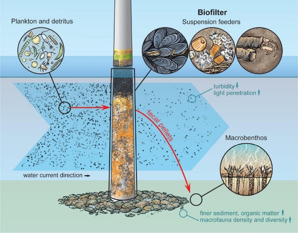 Navigating the Waters: Assessing the Ecological Impact of Floating ...
