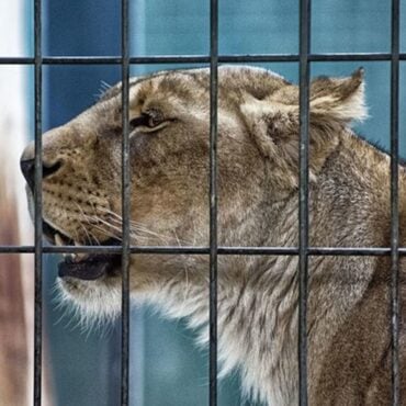 Zoo concepts for the 21st century - RTF | Rethinking The Future