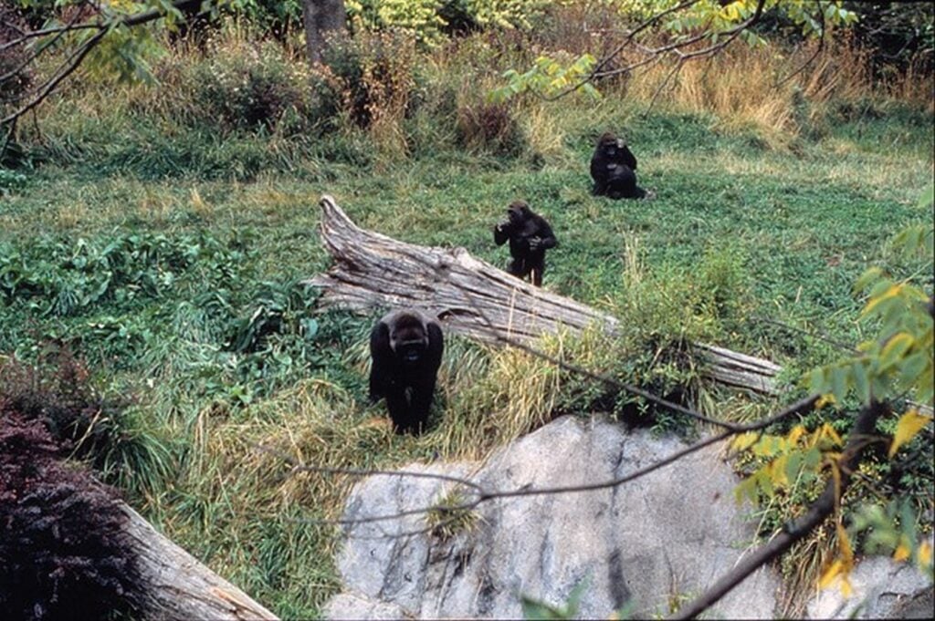 Zoo concepts for the 21st century - RTF | Rethinking The Future