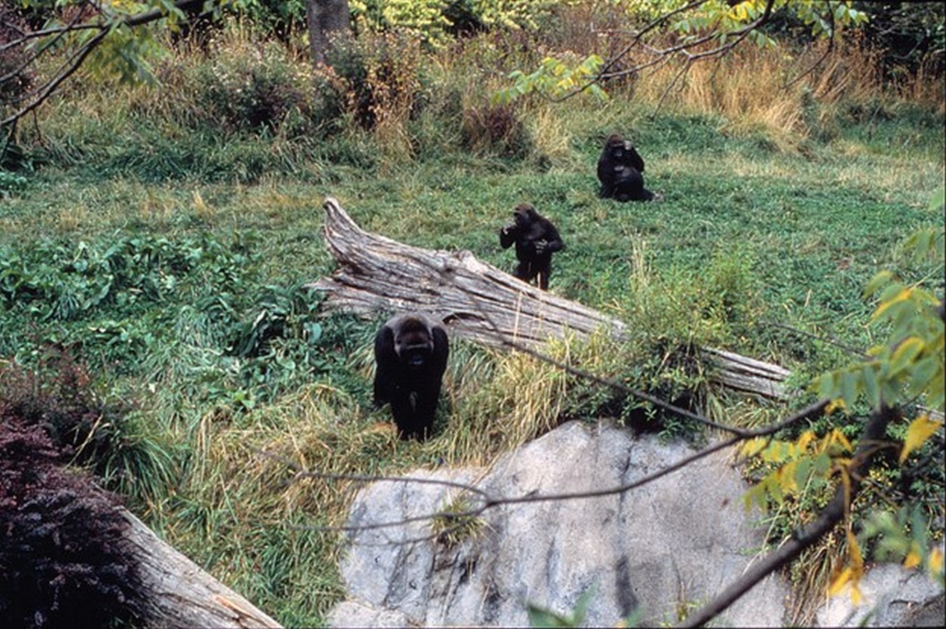 Zoo concepts for the 21st century - RTF | Rethinking The Future
