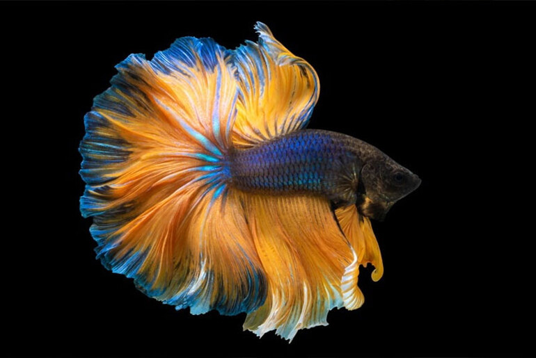 From Ancient Guardians to Modern Marvels: Exploring the Evolution of ...