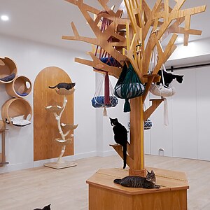 Meow Parlour by Sonya Lee Architect - RTF | Rethinking The Future