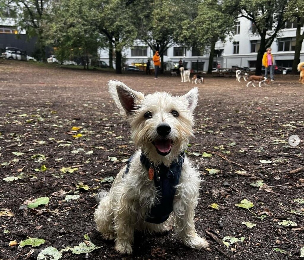 Pet-Friendly Public Spaces: A Pet Owner's Dream for Urban Life - RTF ...
