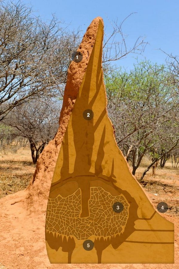 Biomimicry in architecture - RTF | Rethinking The Future