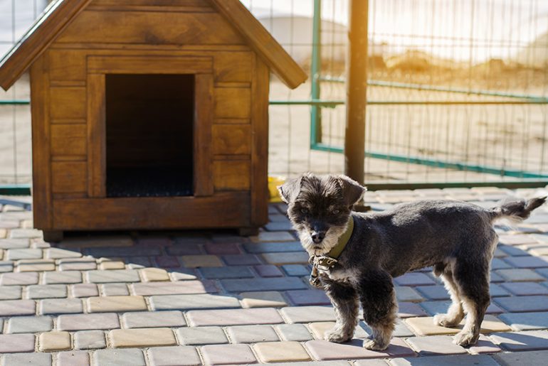 How to Apply for Insurance for Dog Boarding - RTF | Rethinking The Future