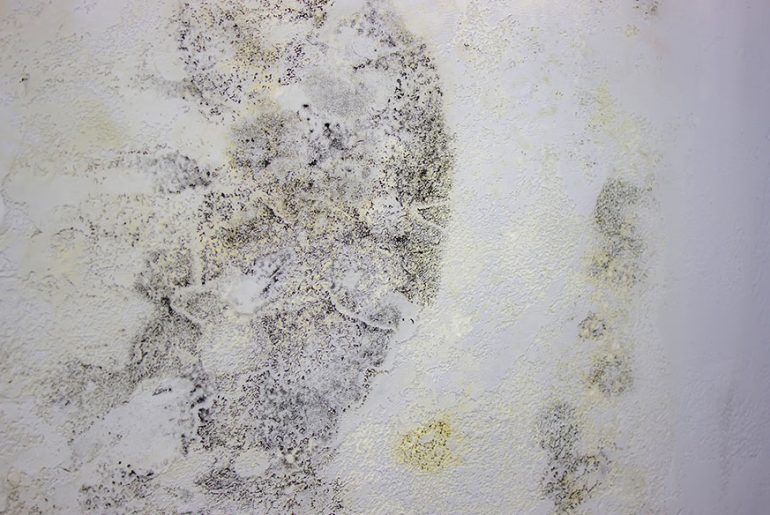 How to Identify and Address Mold Issues Before They Escalate - RTF ...