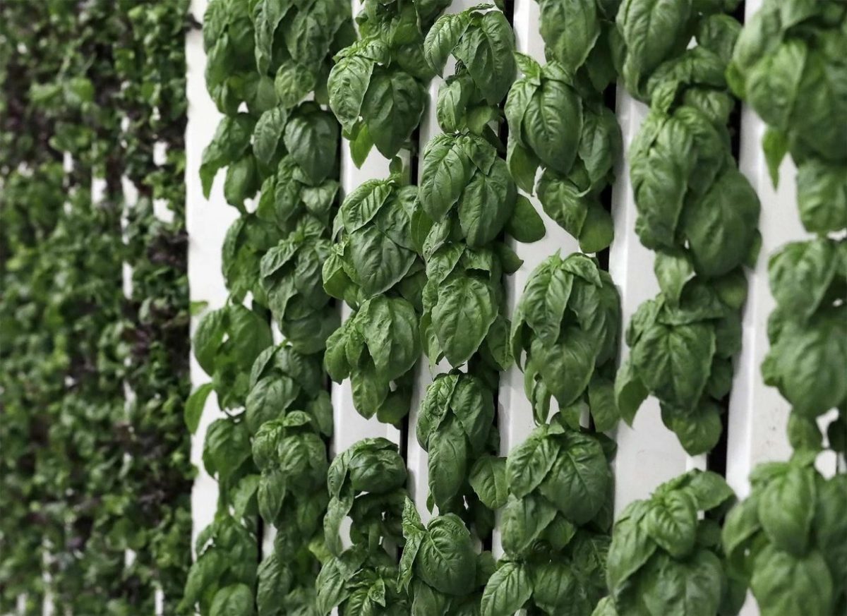 Urban farming towers integrating agriculture with high-rises in the ...