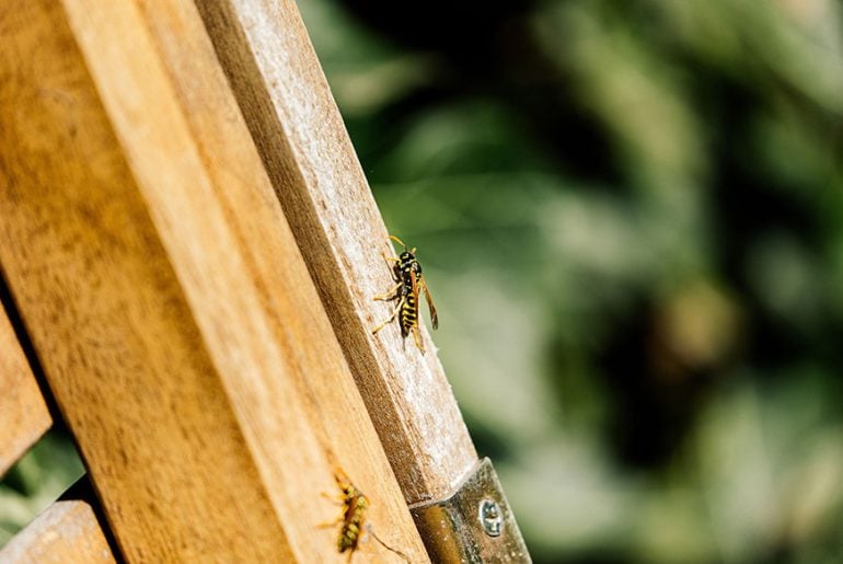 How to Avoid Insects Outdoors: Practical & Effective Solutions - RTF ...