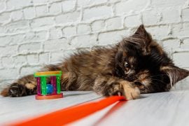 How to Choose Safe Toys for Your Cat - RTF | Rethinking The Future
